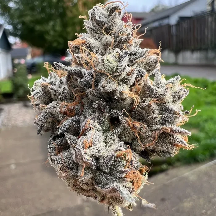 Toad Venom aka Becky (Ronin/Hunted by Green Dragon) - Hortmans Clones